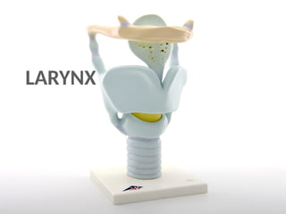 larynx skeleton interior A&N supply1 & 2-1.pptx