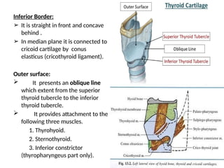 larynx skeleton interior A&N supply1 & 2-1.pptx