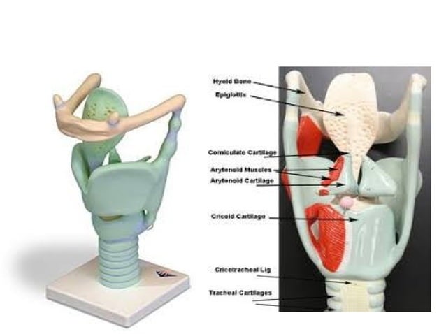 larynx skeleton interior A&N supply1 & 2-1.pptx