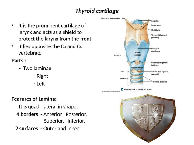 larynx skeleton interior A&N supply1 & 2-1.pptx