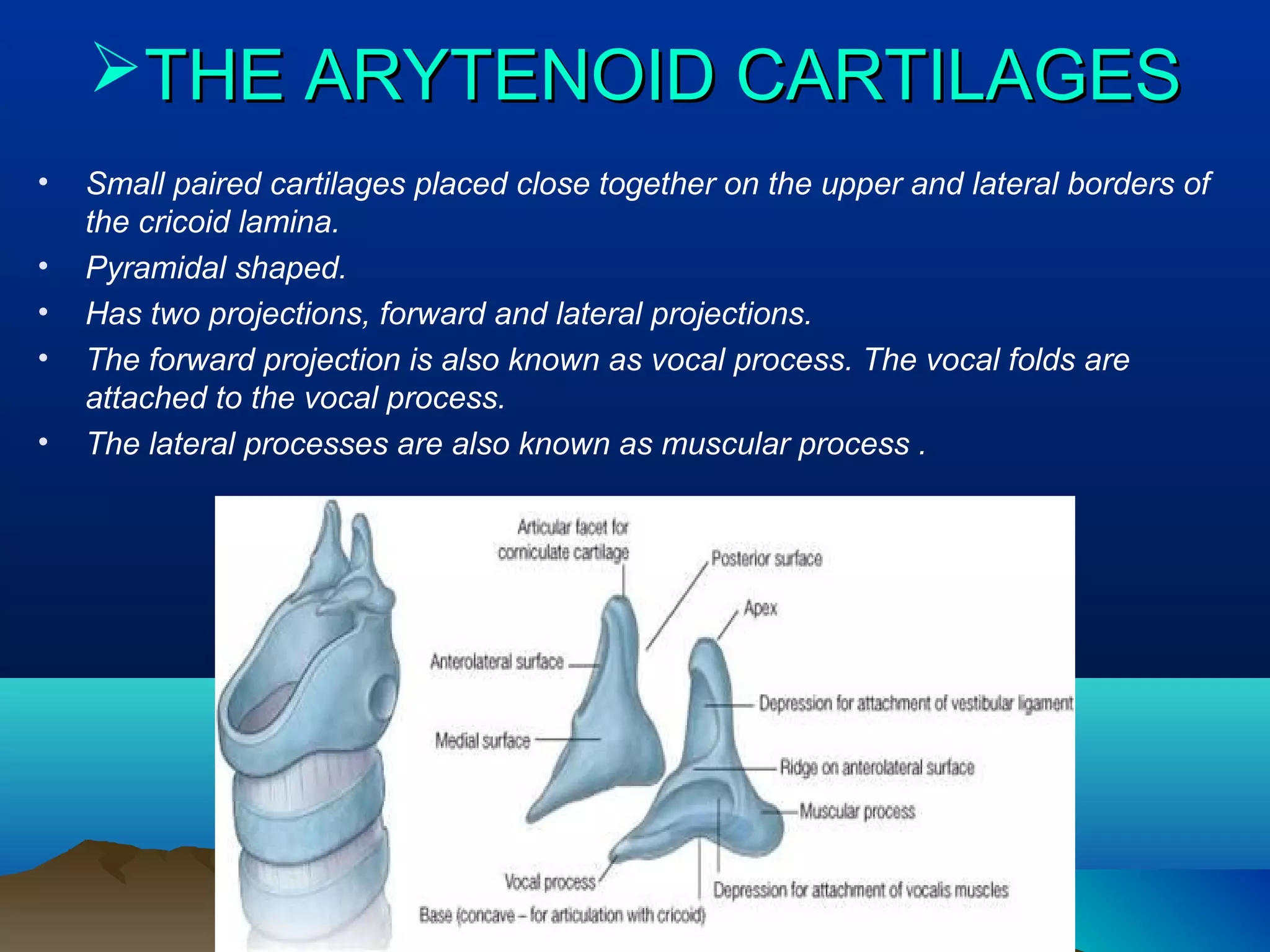 Larynx anatomy | PPT