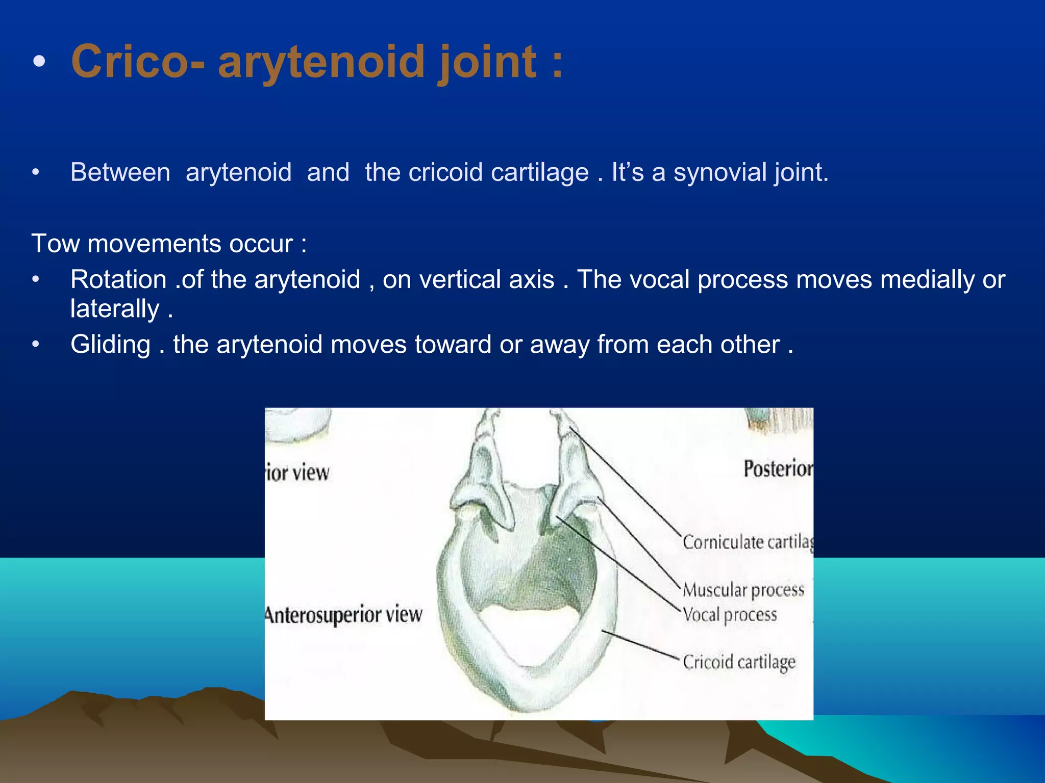 Larynx anatomy | PPT