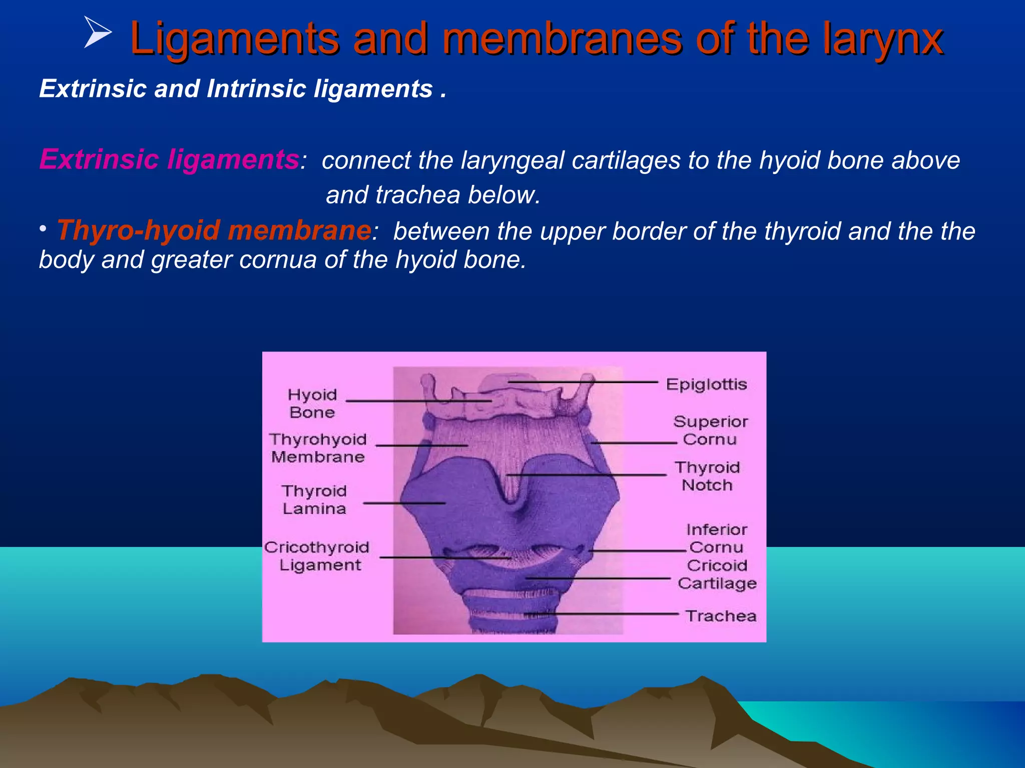 Larynx anatomy | PPT