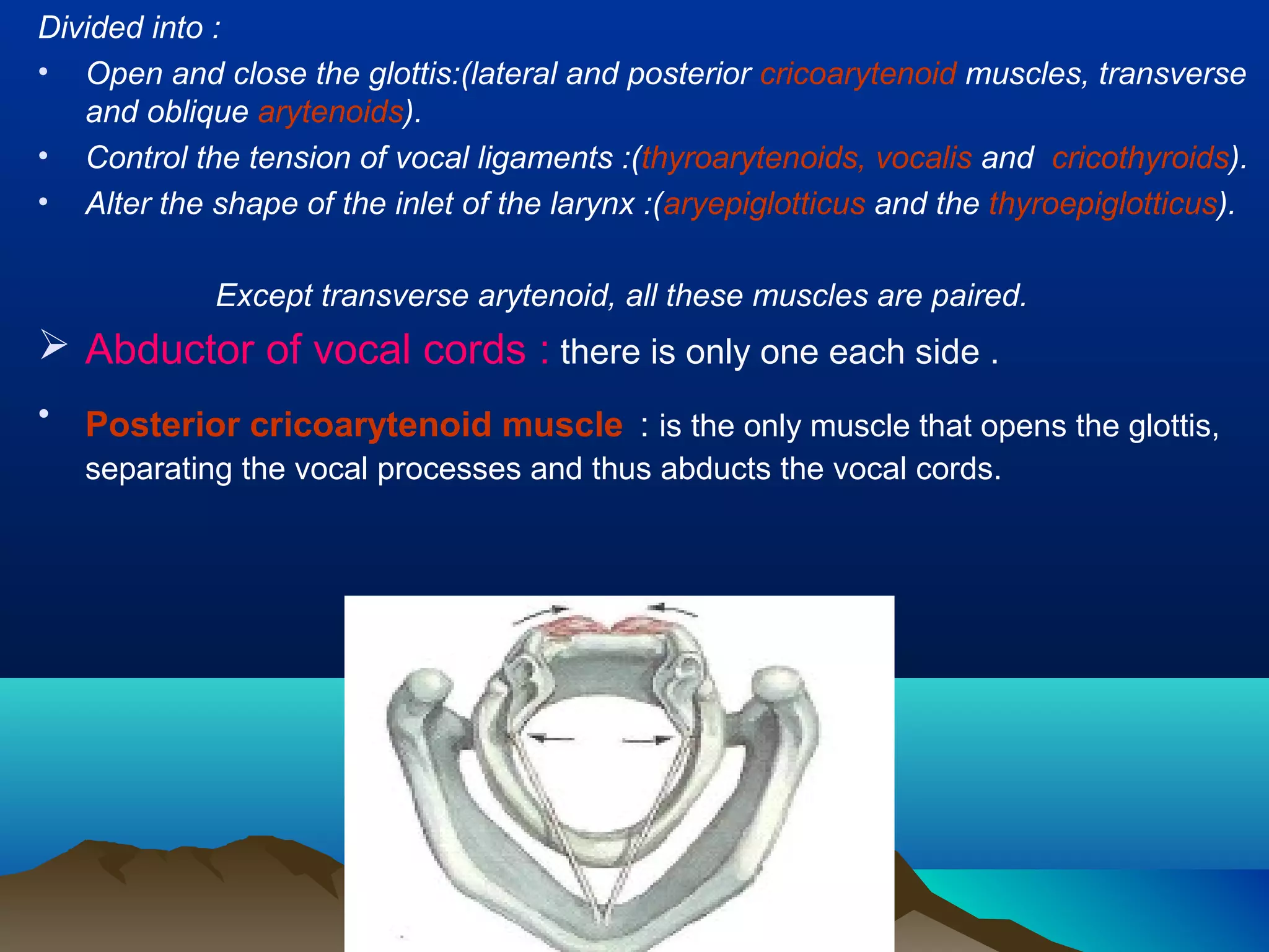 Larynx anatomy | PPT