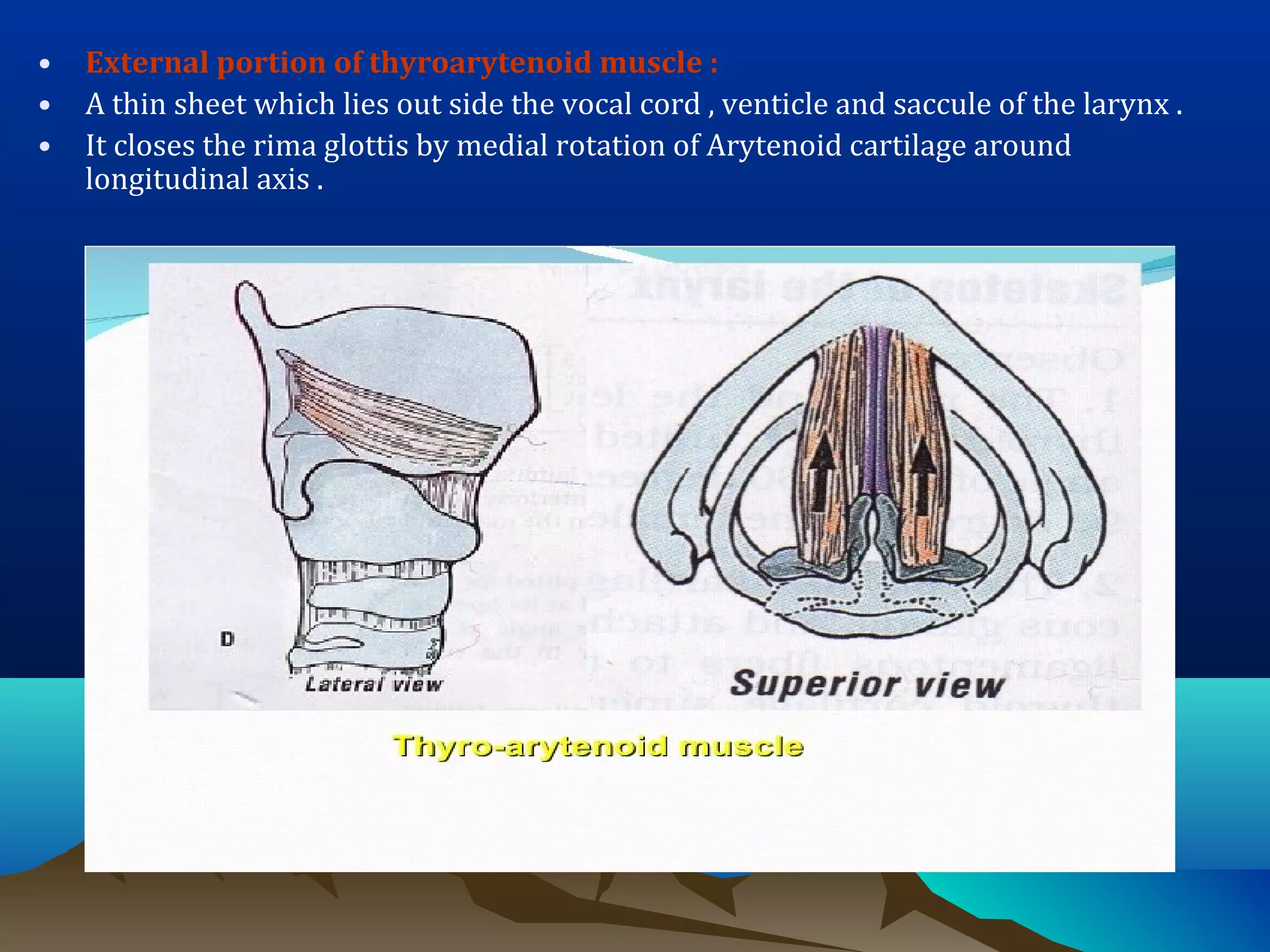 Larynx anatomy | PPT