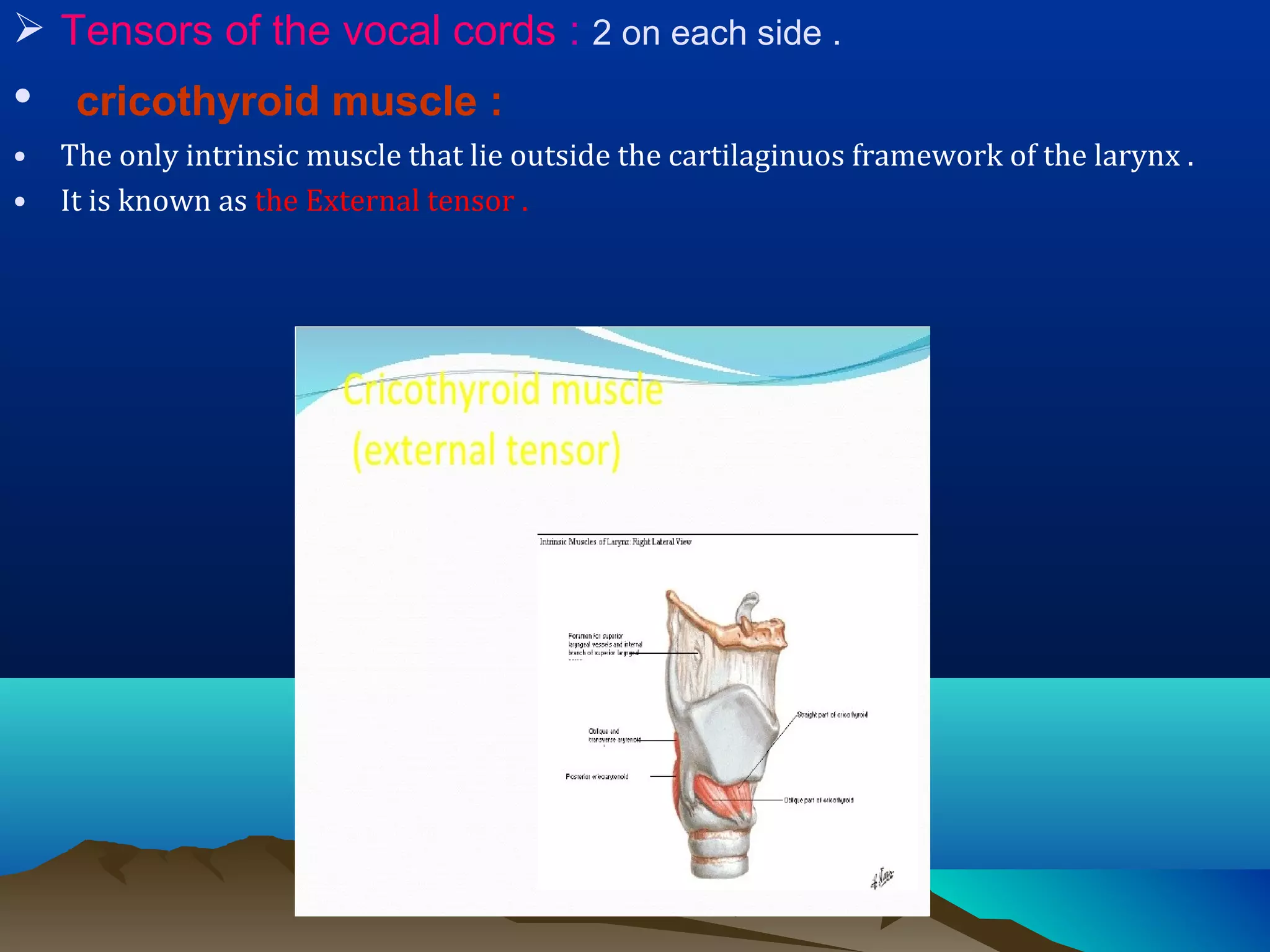 Larynx anatomy | PPT