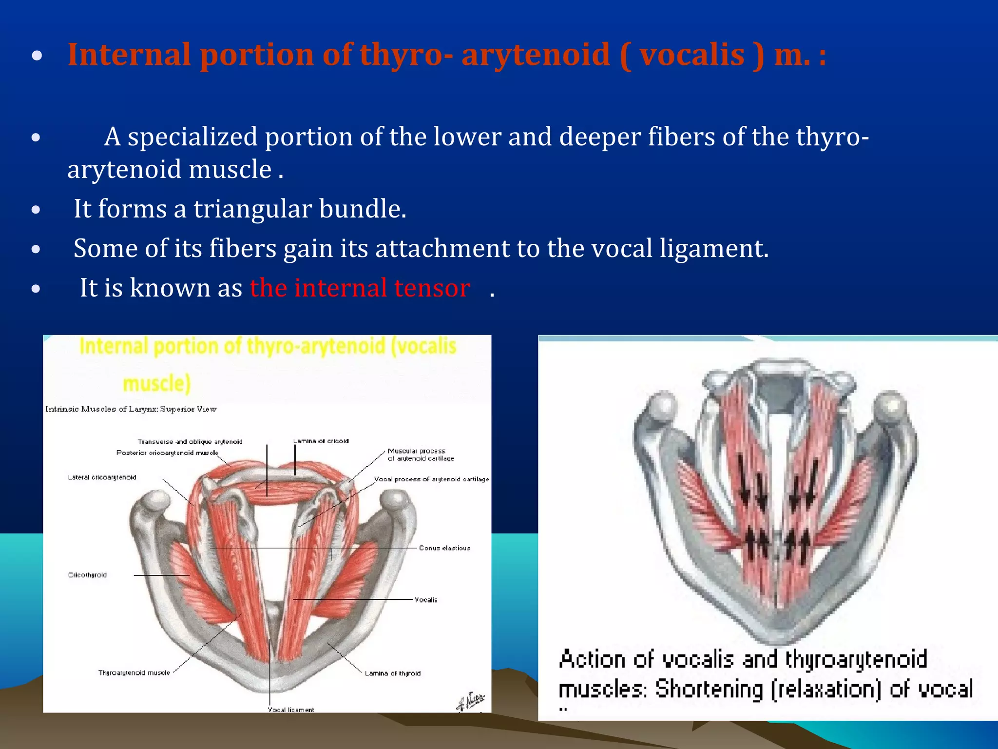 Larynx anatomy | PPT