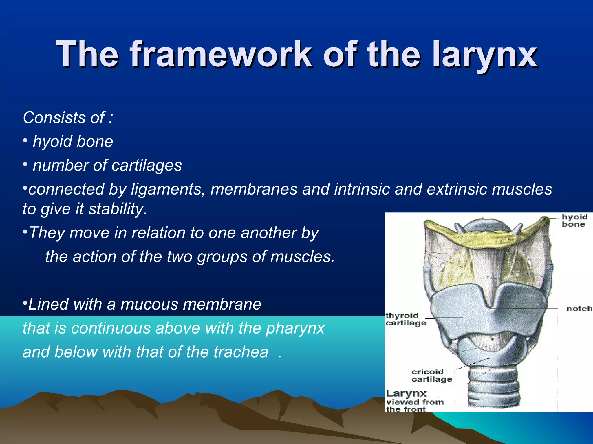 Larynx anatomy | PPT