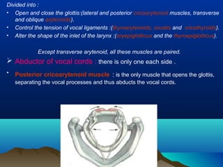 Larynx anatomy | PPT