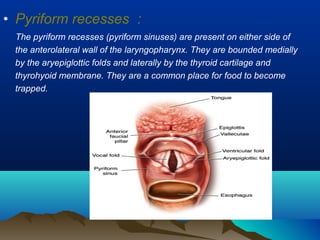 Larynx anatomy | PPT