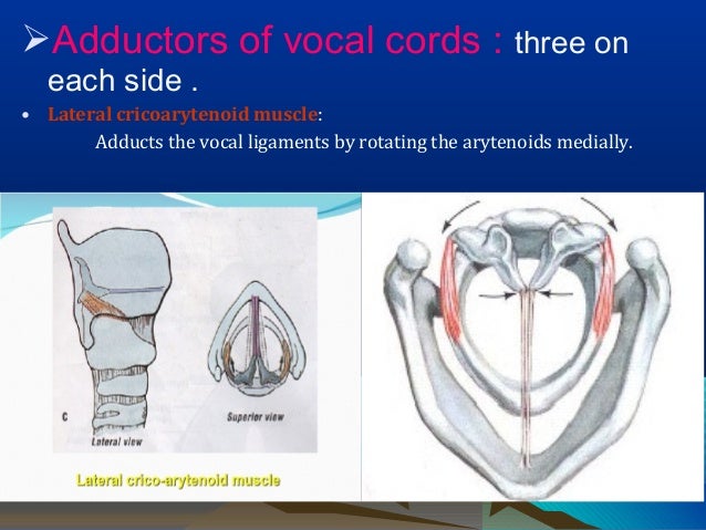 Larynx anatomy