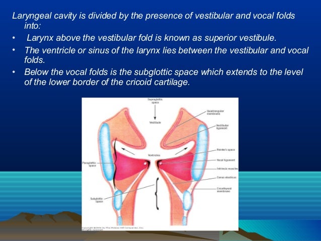 Larynx anatomy