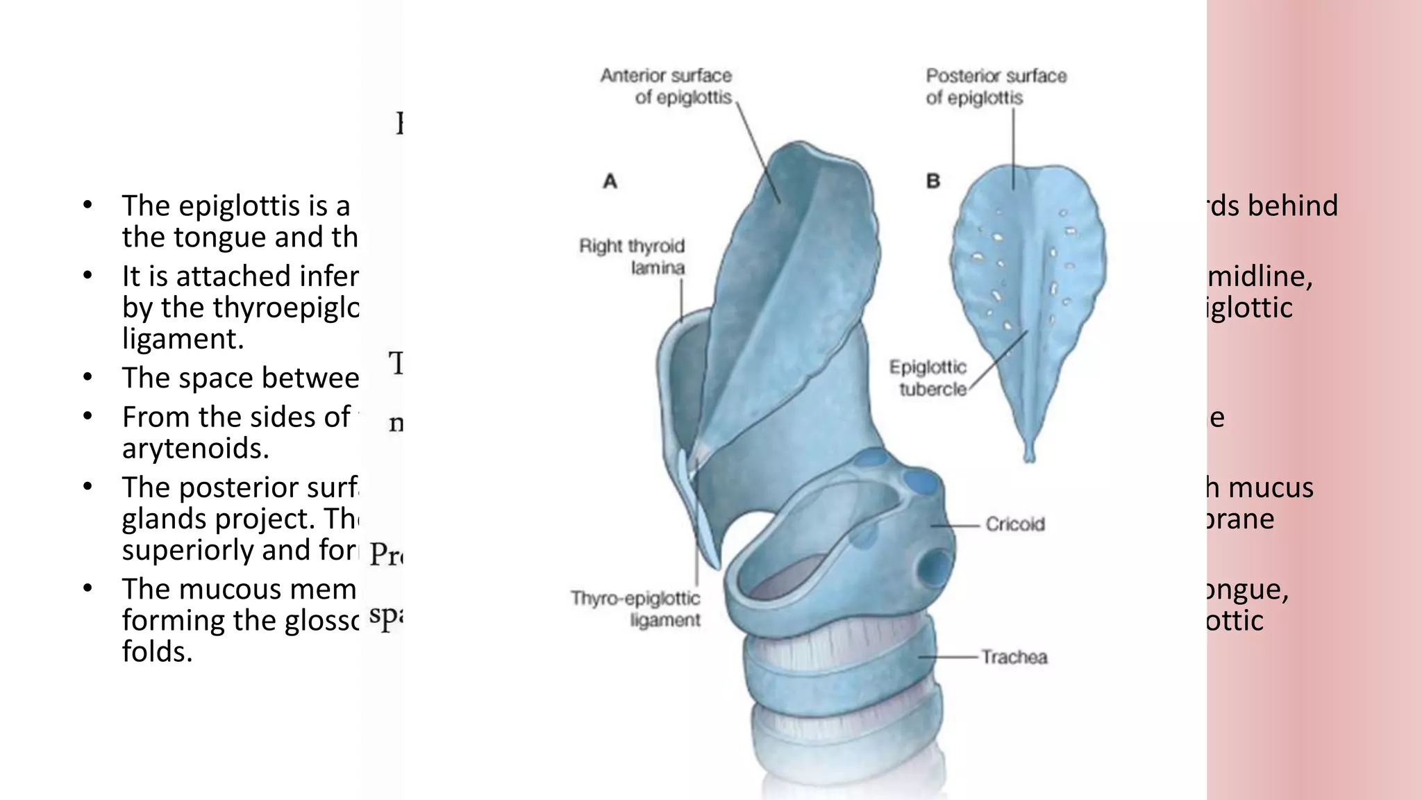 Larynx anatomy | PPTX