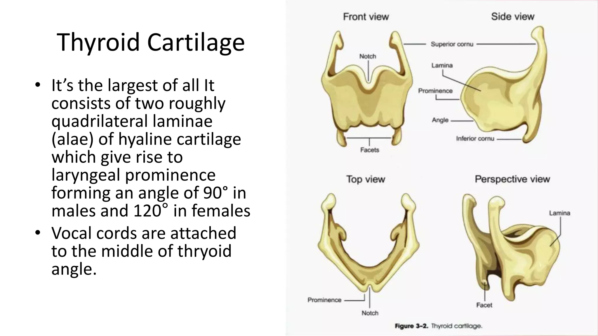 Larynx anatomy | PPTX