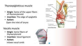 Larynx anatomy | PPTX