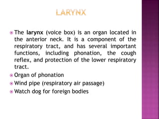 Anatomy of Larynx | PPTX