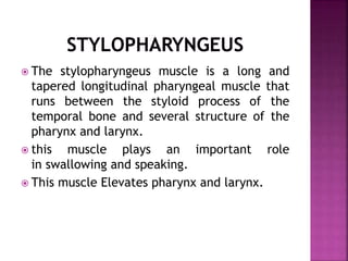 Anatomy of Larynx | PPTX