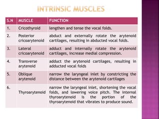 Anatomy of Larynx | PPTX