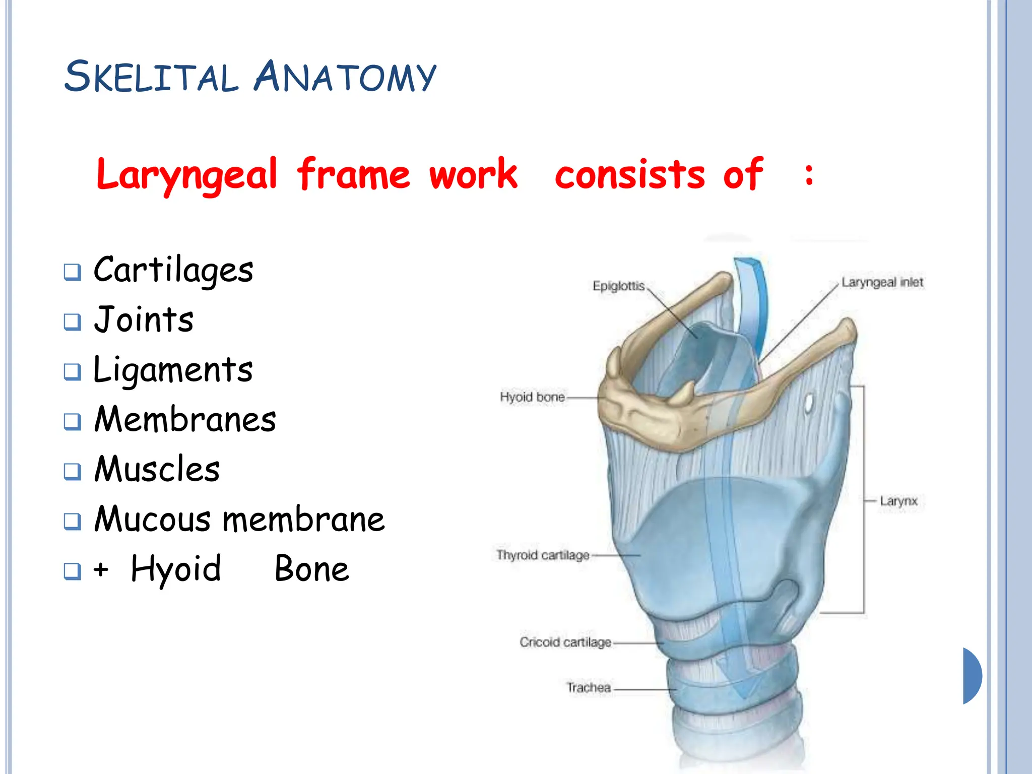 larynx anatomy.pptx