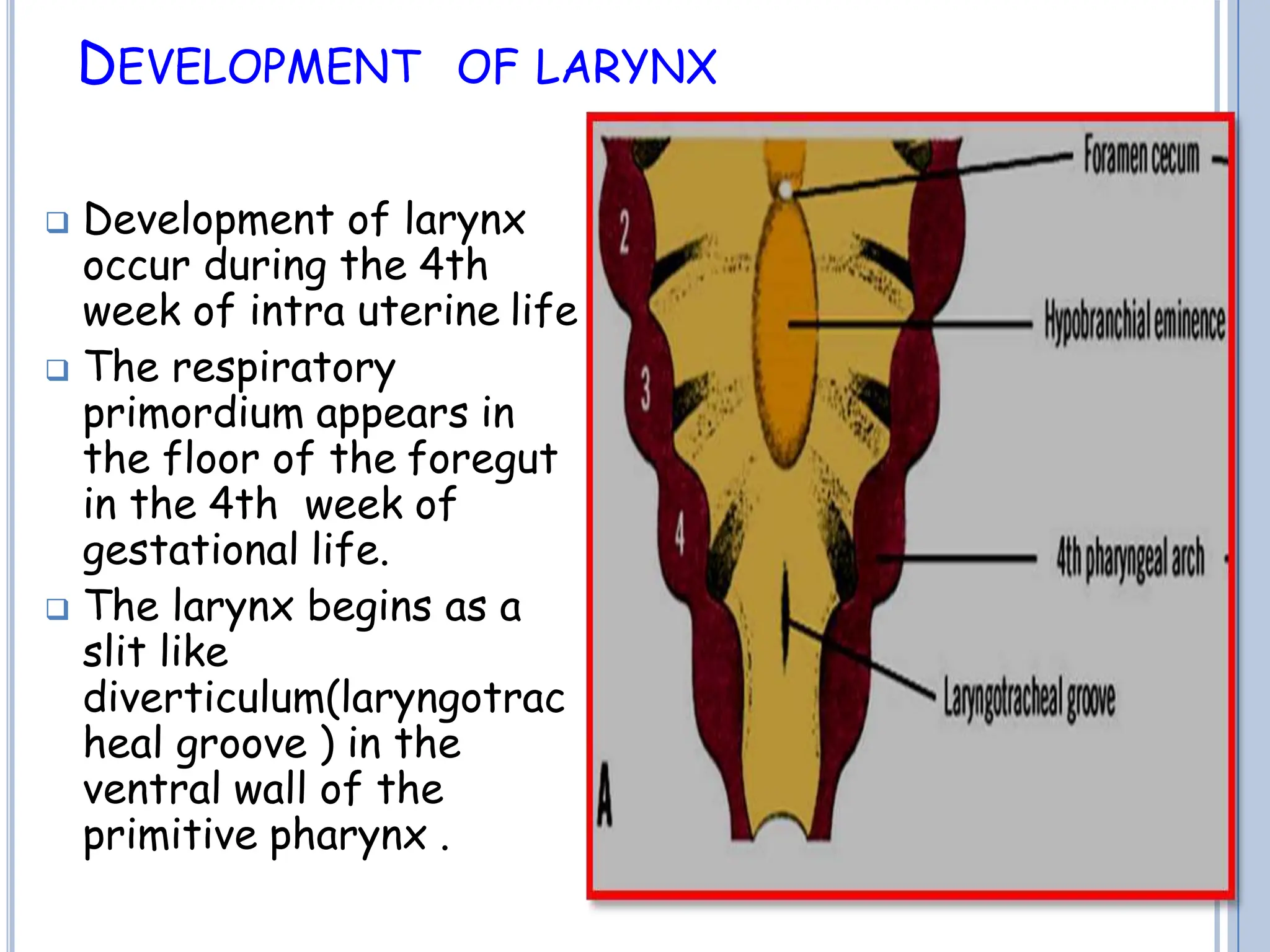 larynx anatomy.pptx | Thyroid Disorders | Endocrine and Metabolic Diseases