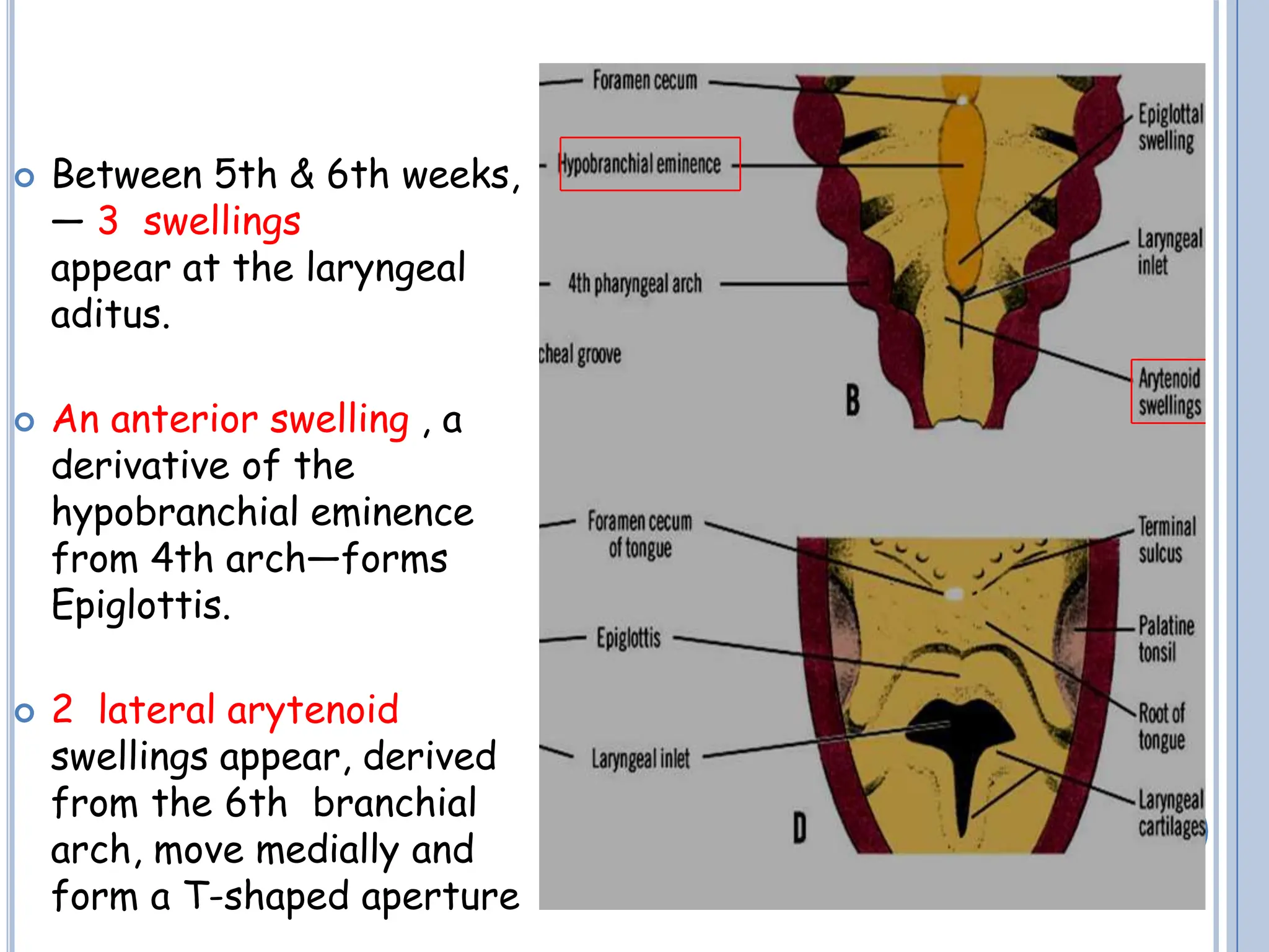 larynx anatomy.pptx | Thyroid Disorders | Endocrine and Metabolic Diseases
