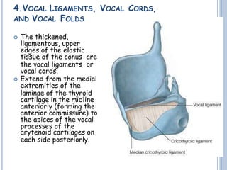 larynx anatomy.pptx | Thyroid Disorders | Endocrine and Metabolic Diseases