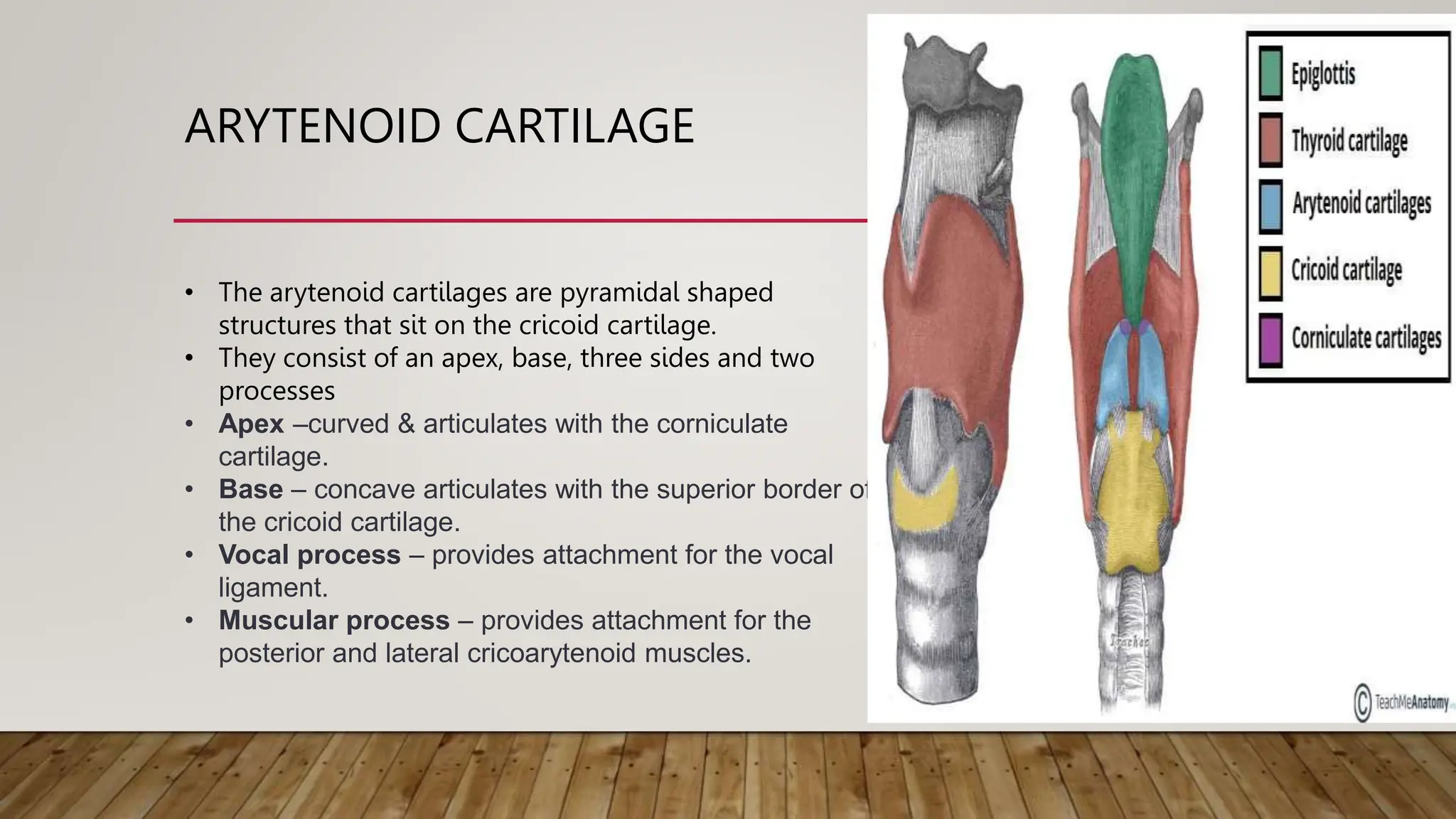 larynx anatomy.pptx