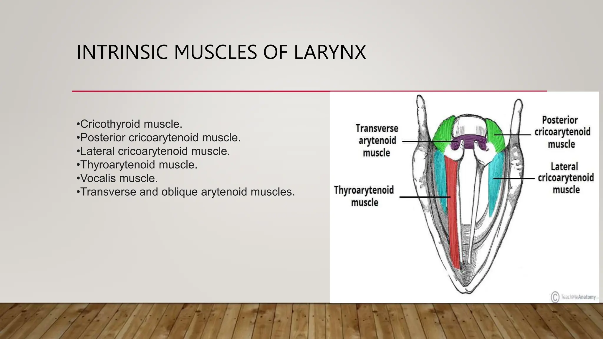 larynx anatomy.pptx