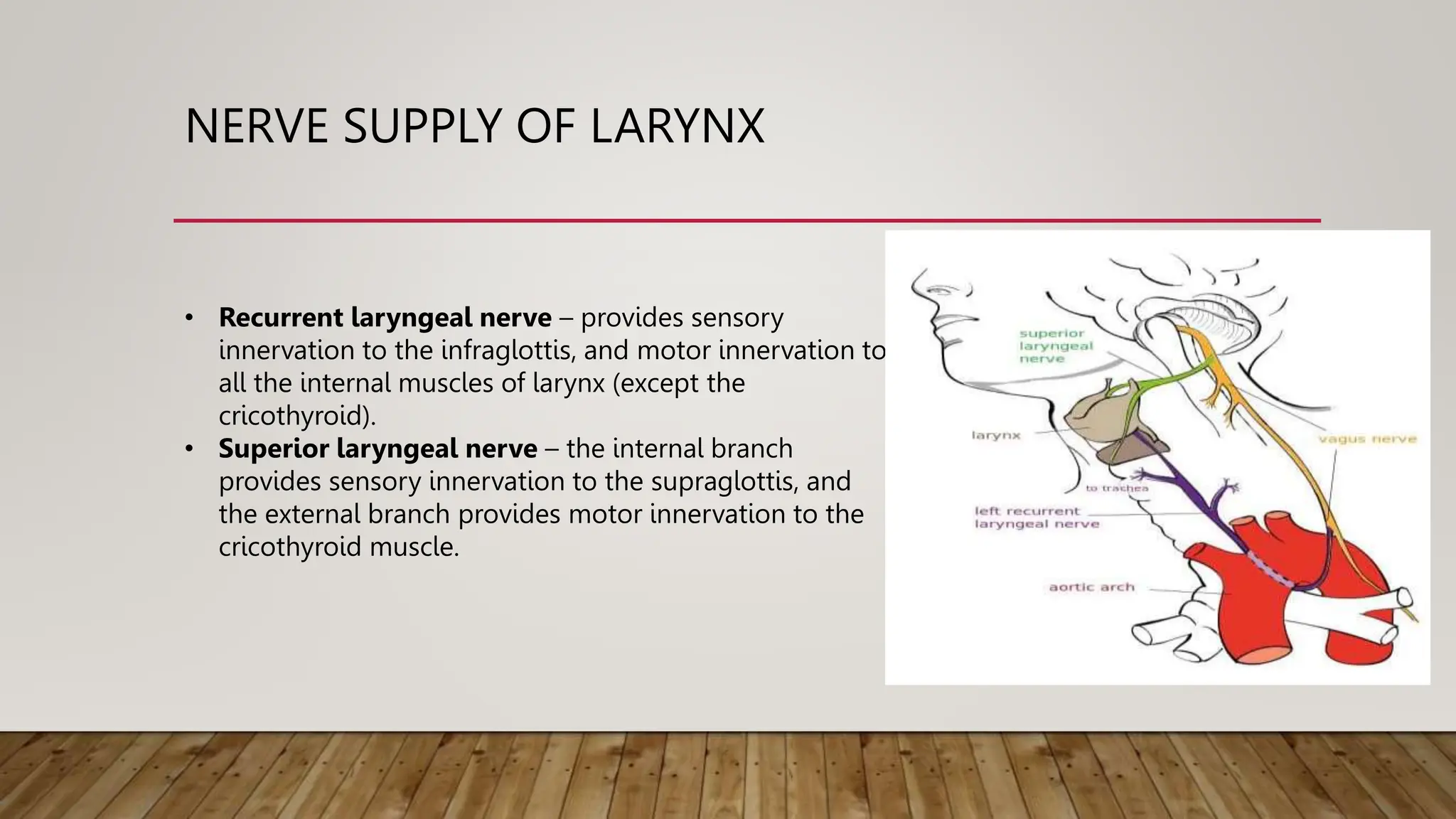 larynx anatomy.pptx