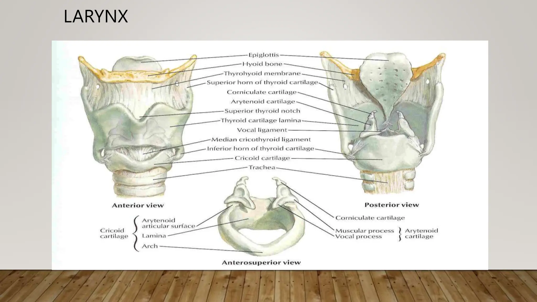 larynx anatomy.pptx