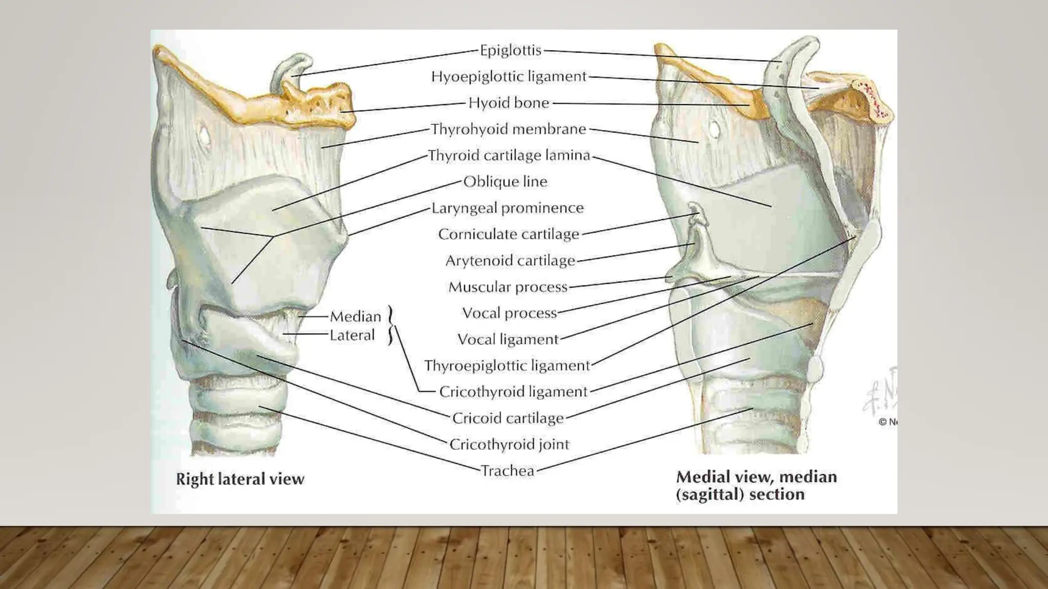 larynx anatomy.pptx