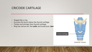 larynx anatomy.pptx