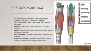 larynx anatomy.pptx