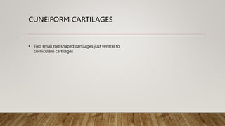 larynx anatomy.pptx