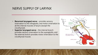 larynx anatomy.pptx