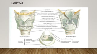 larynx anatomy.pptx