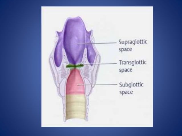 Larynx anatomy and laryngeal ca | PPTX | Thyroid Disorders | Endocrine ...