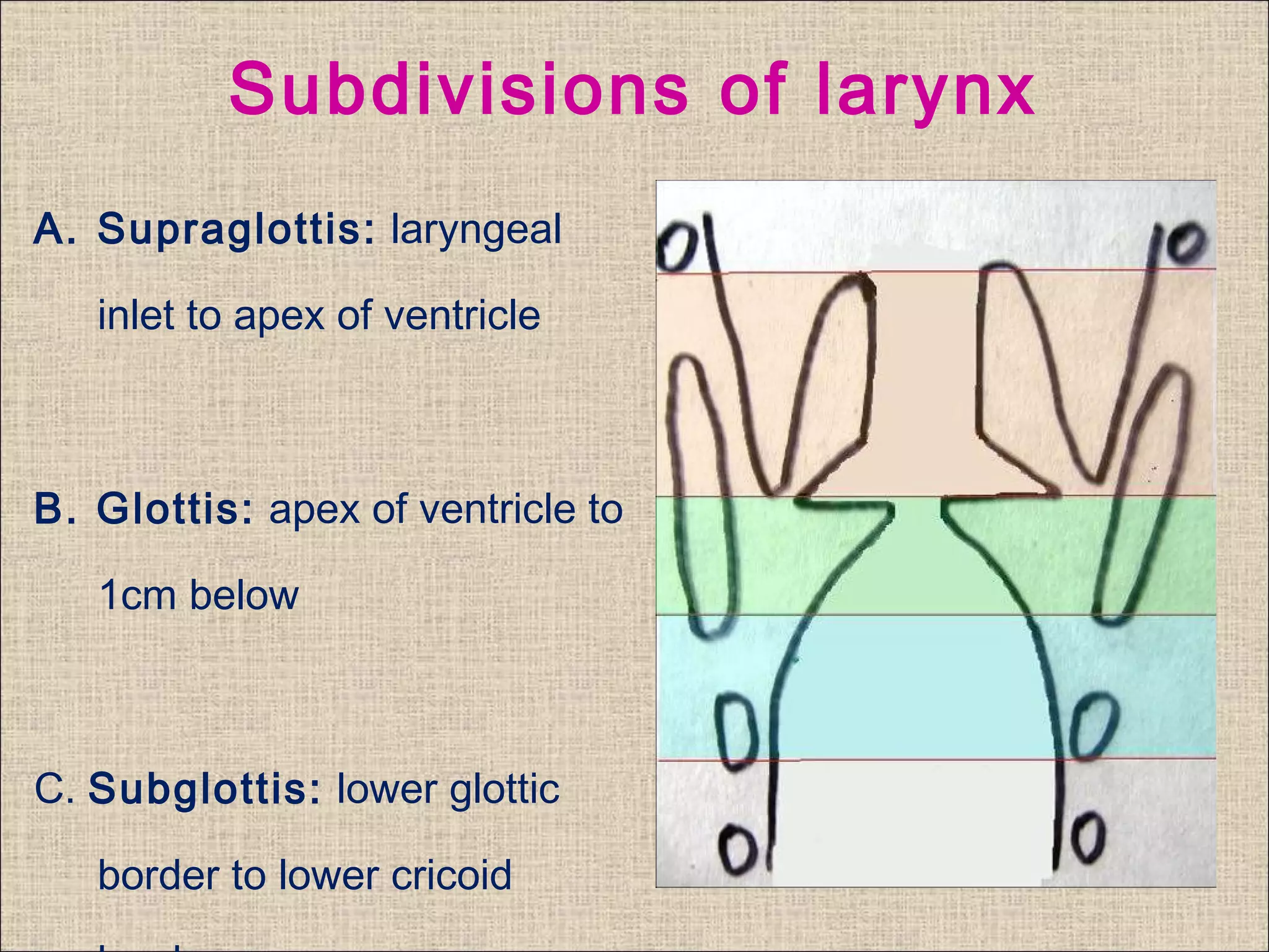 Clinical anatomy and physiology of larynx | PPT