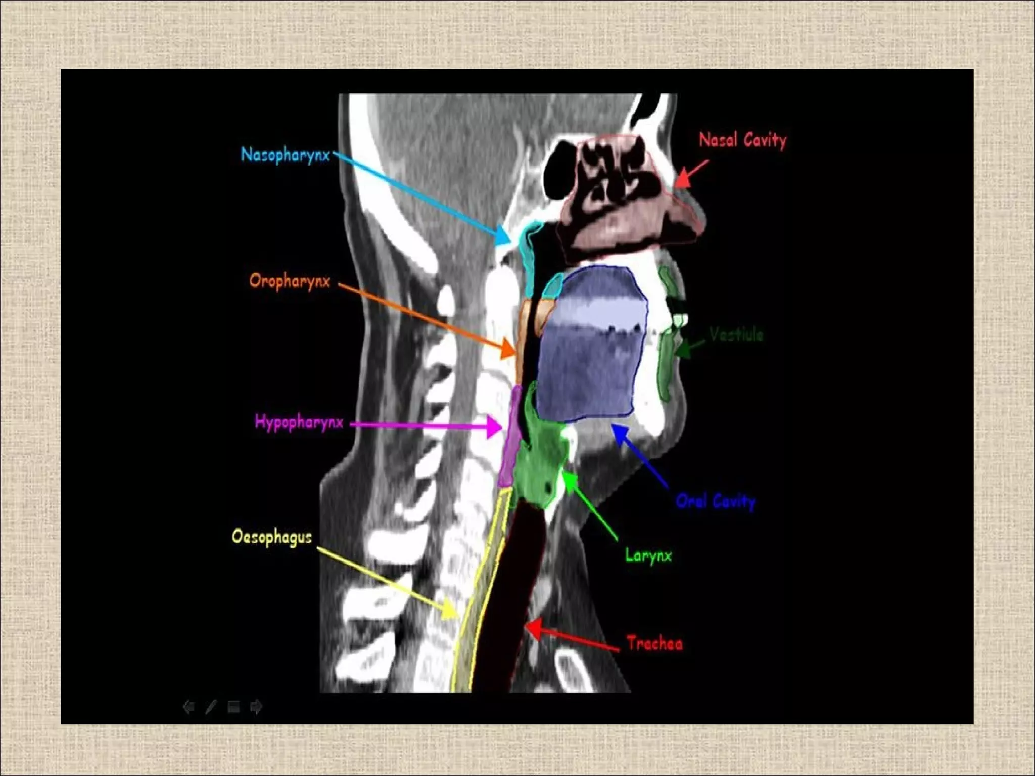 Clinical anatomy and physiology of larynx | PPT