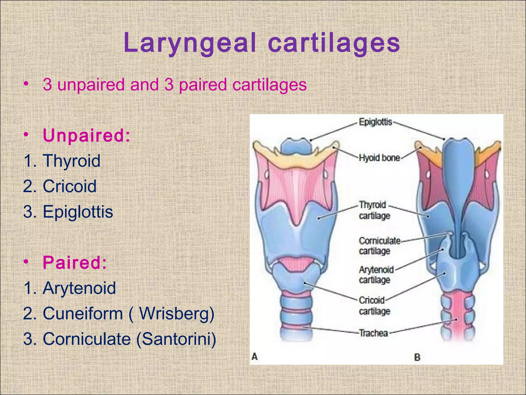 Clinical anatomy and physiology of larynx | PPT