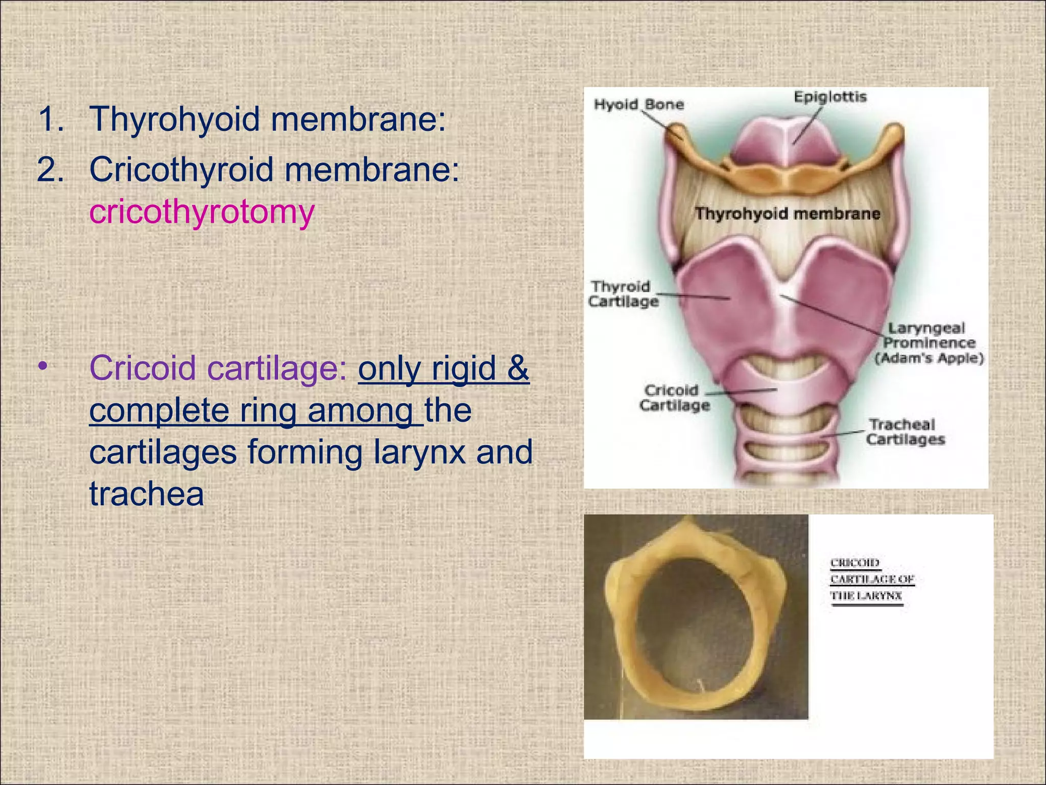 Clinical anatomy and physiology of larynx | PPT