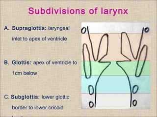 Clinical anatomy and physiology of larynx | PPT