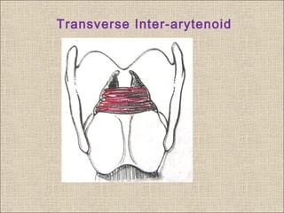 Clinical anatomy and physiology of larynx | PPT