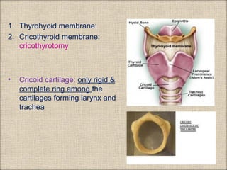 Laryngitis Diagram