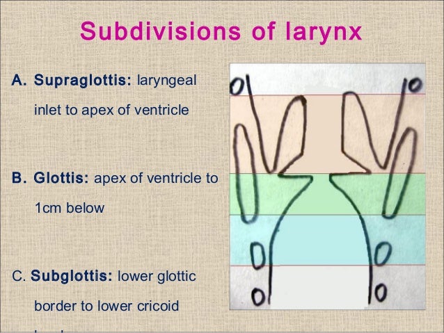 Clinical anatomy and physiology of larynx