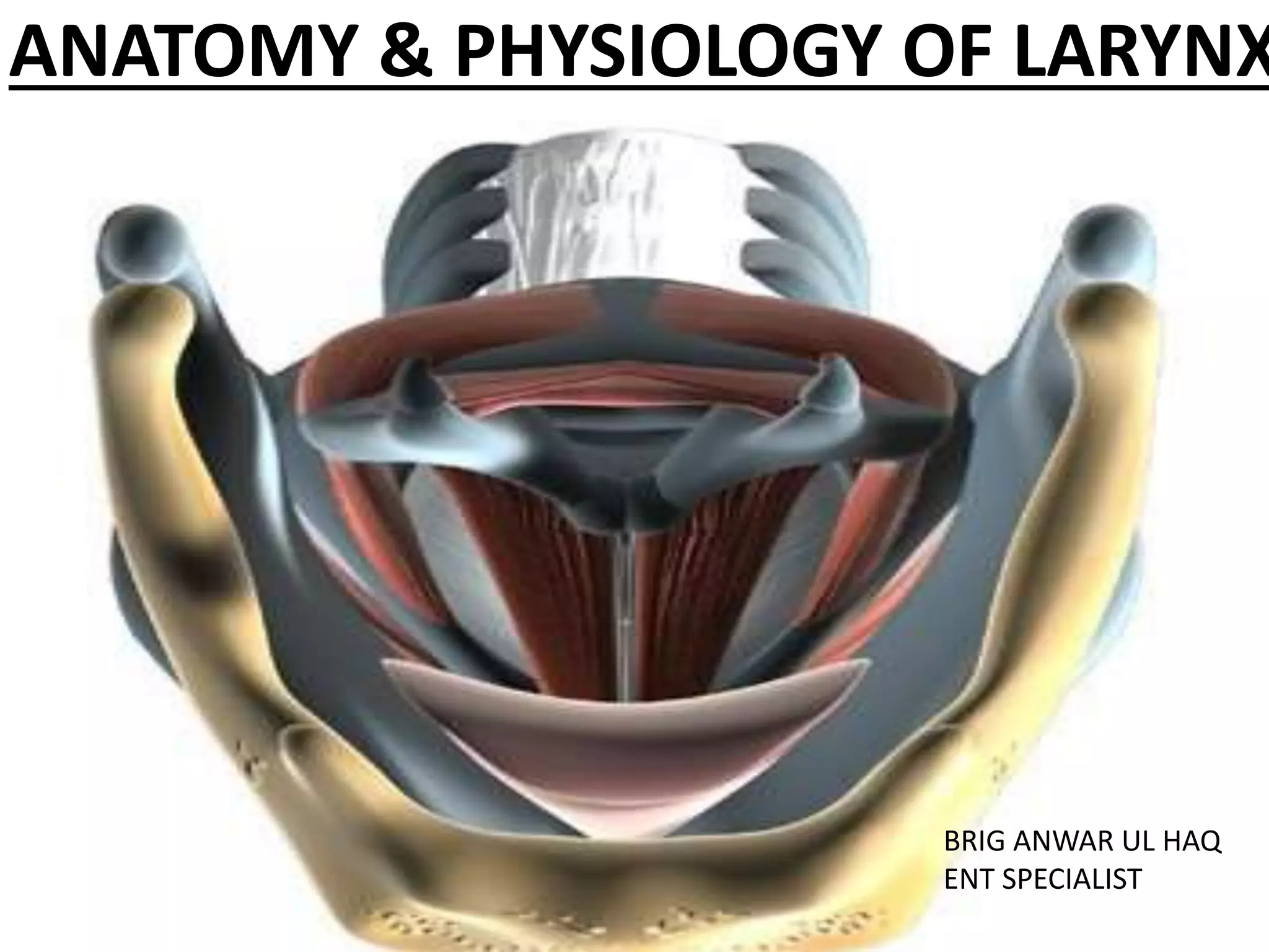 Larynx anatomy and physiology | PPT