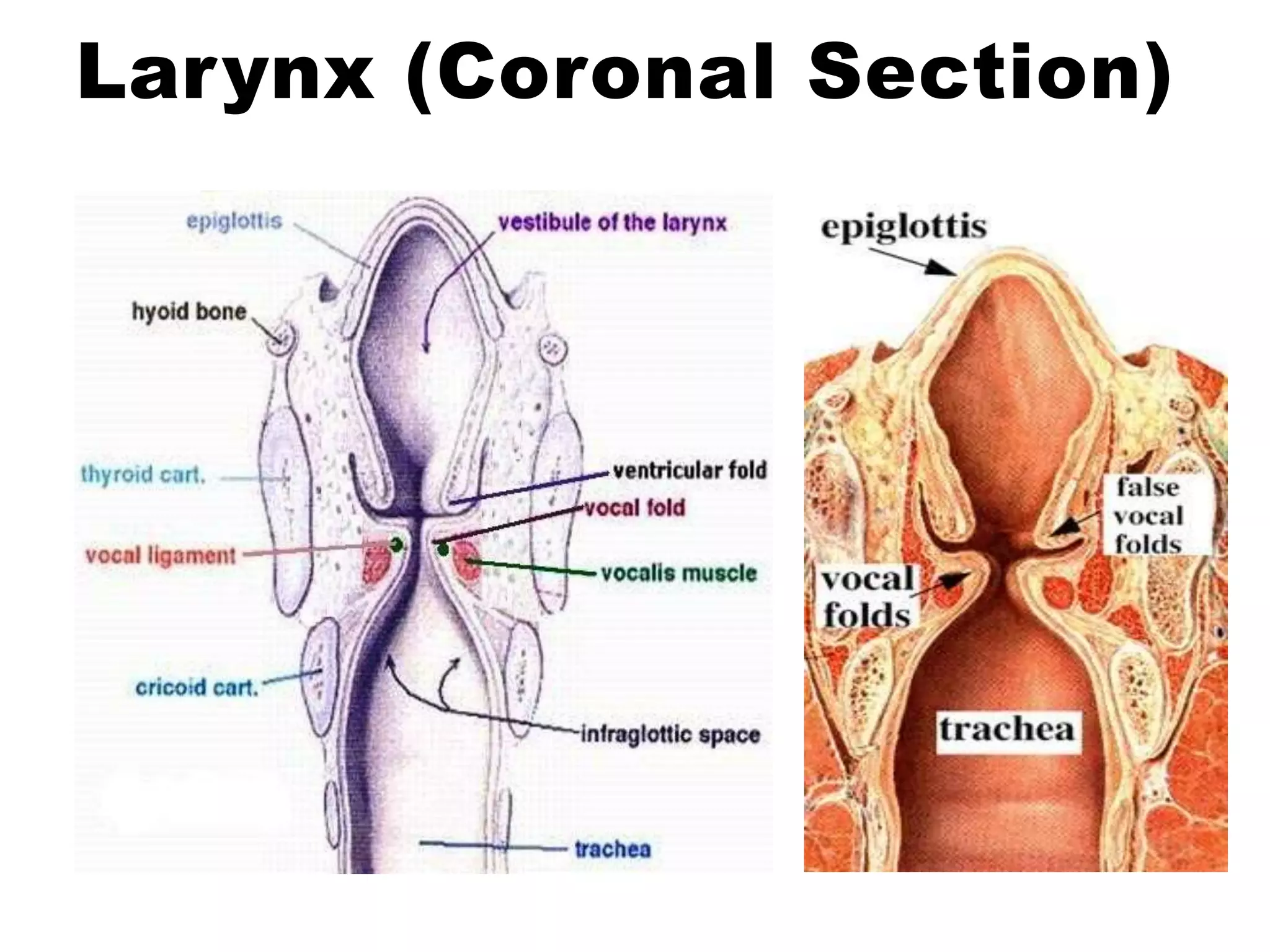 Larynx anatomy and physiology | PPT