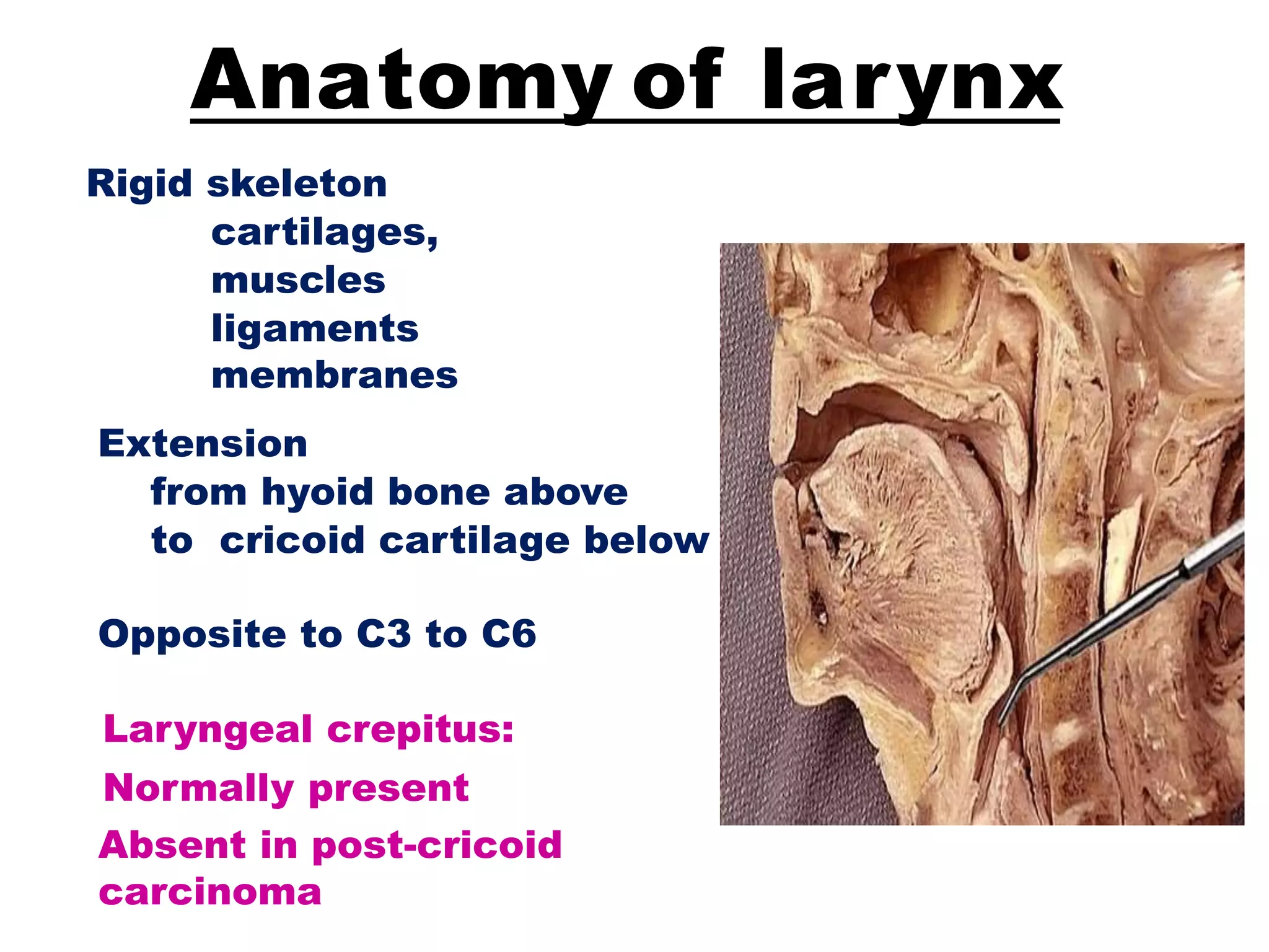 Larynx anatomy and physiology | PPT