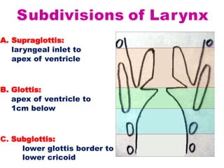 Larynx anatomy and physiology | PPT