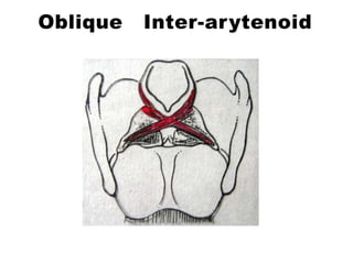 Larynx anatomy and physiology | PPT
